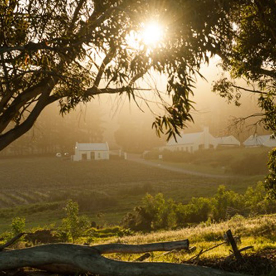Nitida - Nitida Wine Farm