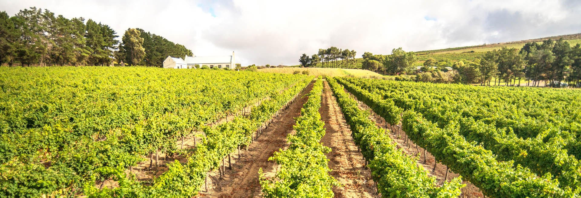 On The Farm - Nitida Wine Farm