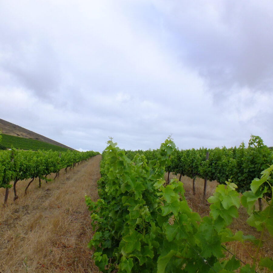 Gallery - Nitida Wine Farm